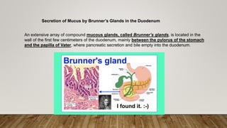 SECRETION OF THE SMALL AND LARGE INTESTINE.pptx