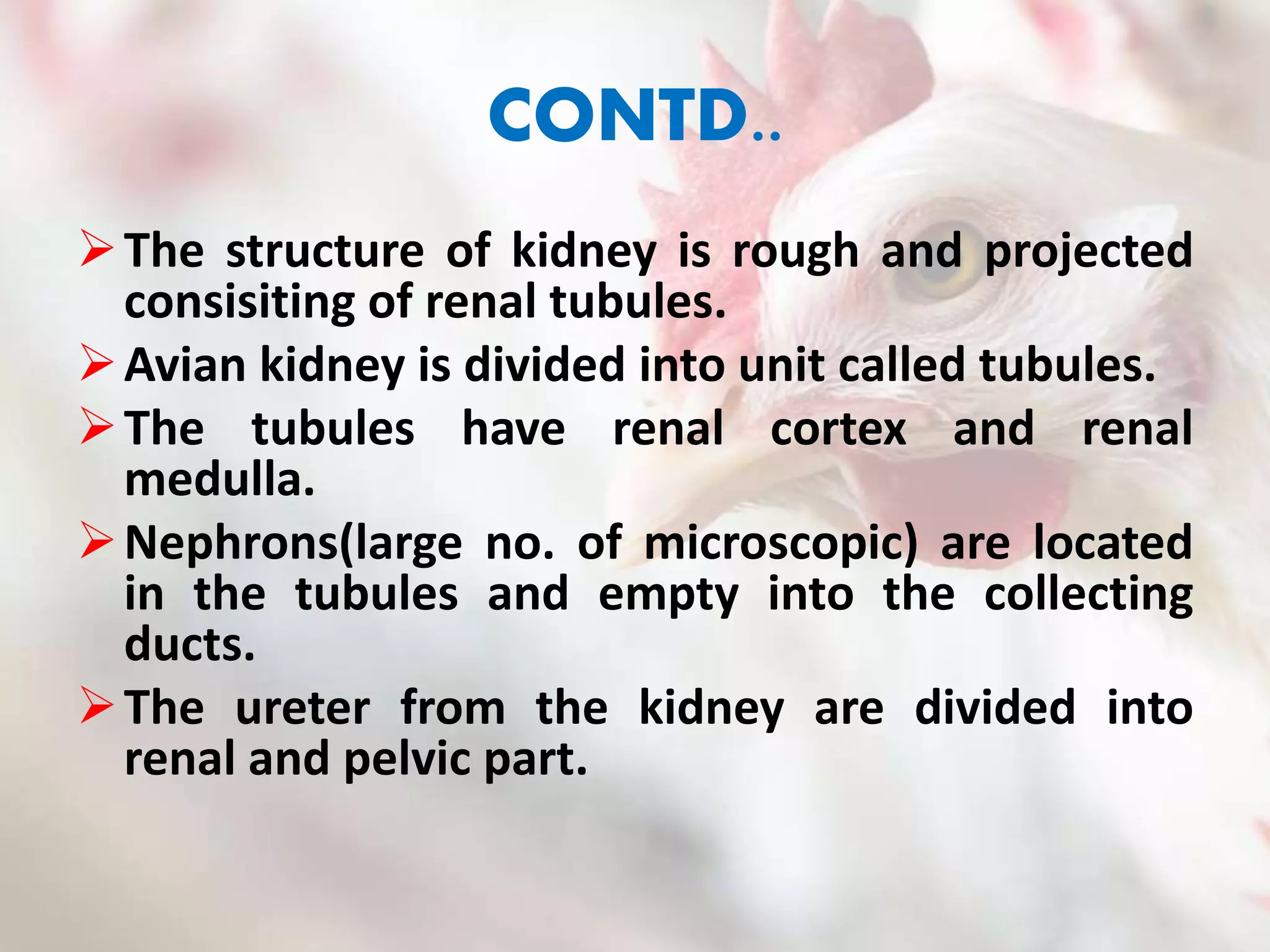 Secretion of urine in birds | PPTX