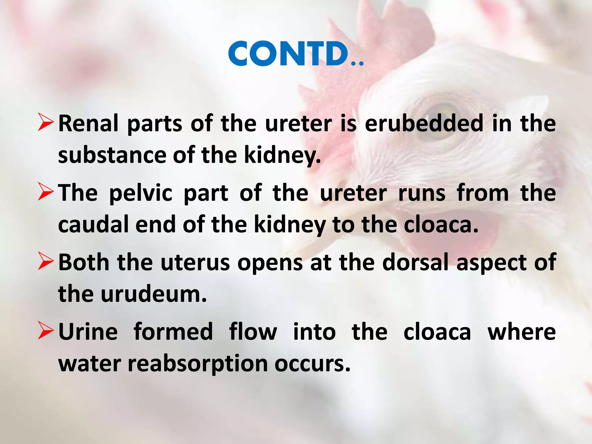 Secretion of urine in birds | PPTX