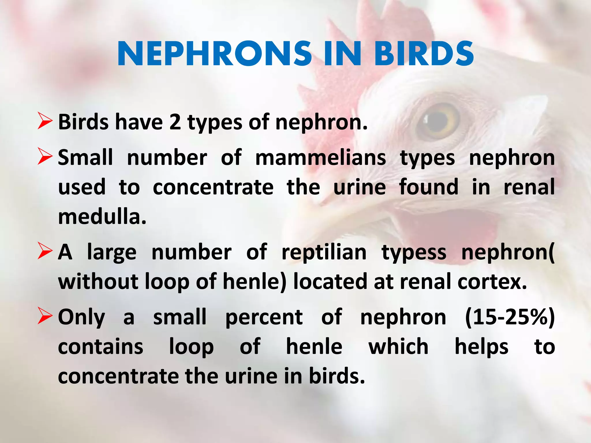 Secretion of urine in birds | PPTX