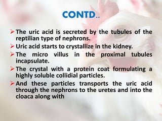 Secretion of urine in birds | PPTX