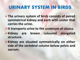 Secretion of urine in birds | PPTX