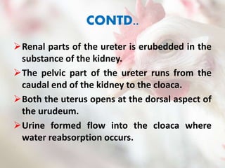 Secretion of urine in birds | PPTX