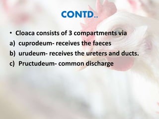 Secretion of urine in birds | PPTX