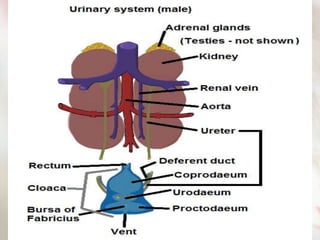 Secretion of urine in birds | PPTX