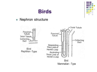 Secretion of urine in birds | PPTX