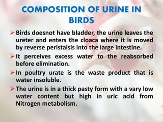 Secretion of urine in birds | PPTX