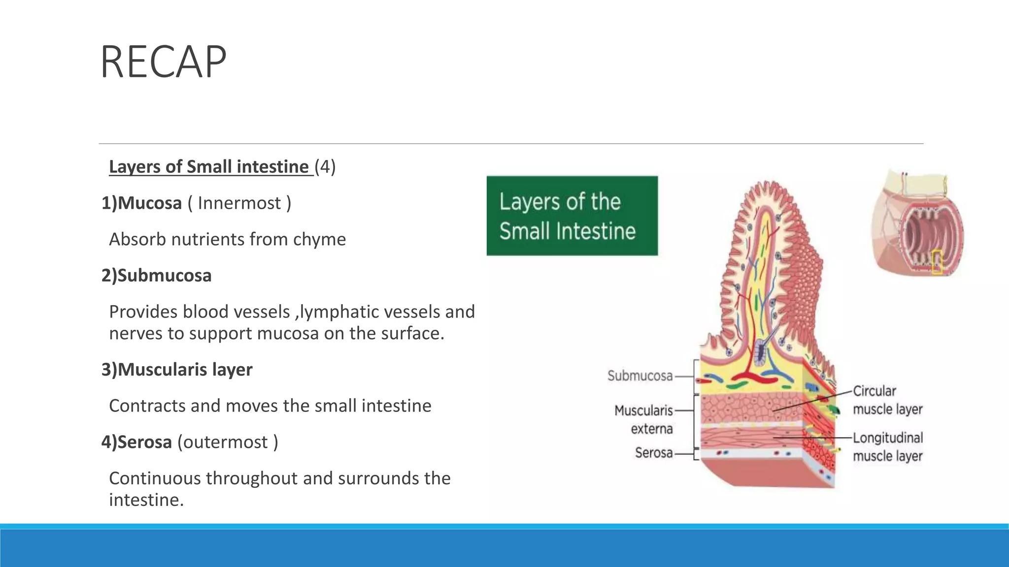 Secretions of small intestine | PPTX
