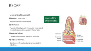 Secretions of small intestine | PPTX