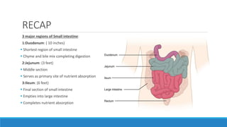 Secretions of small intestine | PPTX