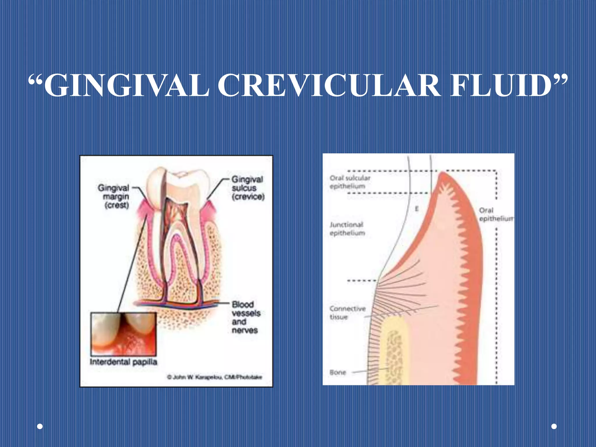 Secretions of the Oral Cavity and their Interactions on Tooth Surfaces ...