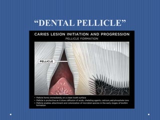 Secretions of the Oral Cavity and their Interactions on Tooth Surfaces ...