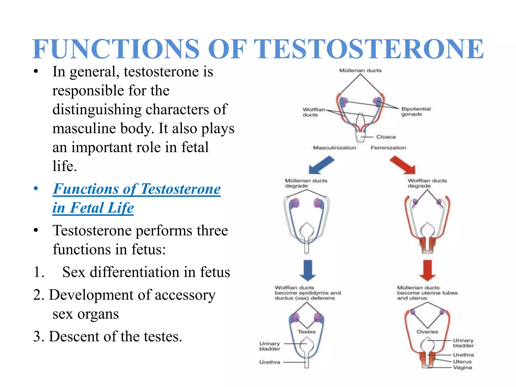 SECRETION,TRANSPORT_AND_METABOLISM_OF_TESTIS_HORMONE RAKESH(1).pptx