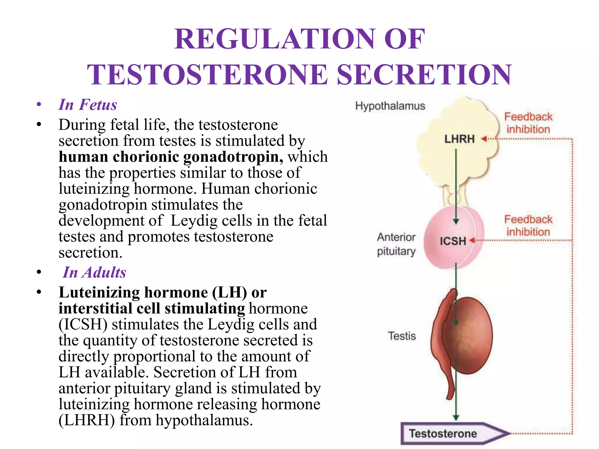 SECRETION,TRANSPORT_AND_METABOLISM_OF_TESTIS_HORMONE RAKESH(1).pptx