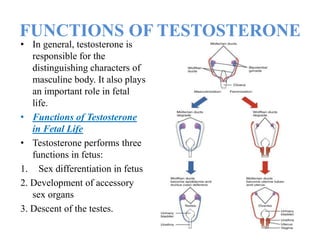 SECRETION,TRANSPORT_AND_METABOLISM_OF_TESTIS_HORMONE RAKESH(1).pptx