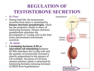 SECRETION,TRANSPORT_AND_METABOLISM_OF_TESTIS_HORMONE RAKESH(1).pptx