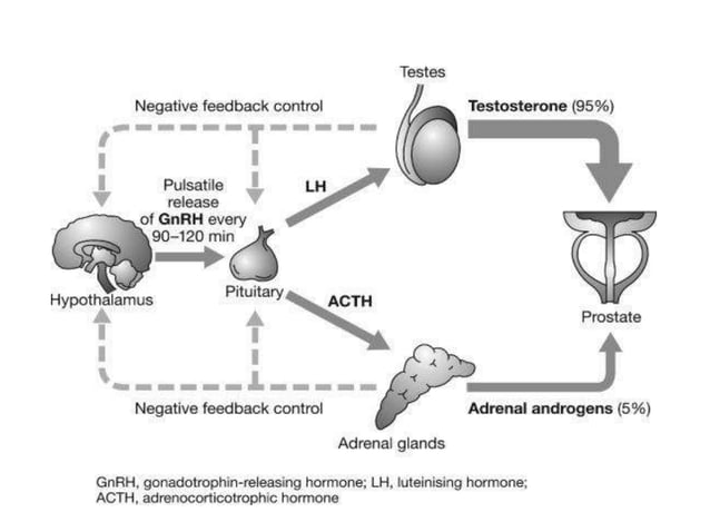 Secretion Transport And Metabolism Of Testis Hormone Rakesh 1 Pptx Hormonal Disorders