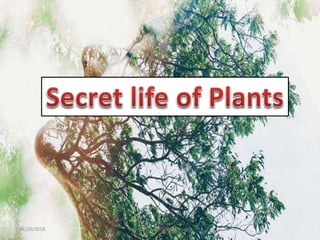 Secret life of plants | PPTX