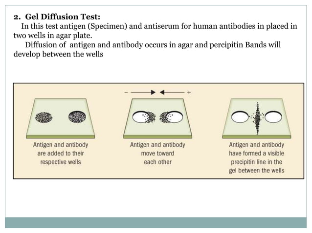 Secretors | PPTX | Blood Disorders | Diseases and Conditions