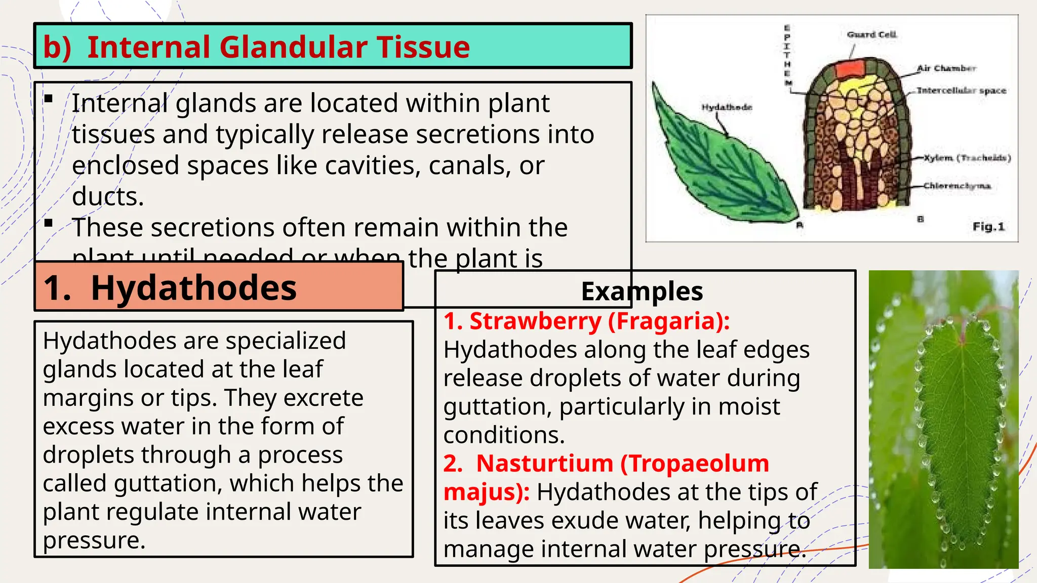 secretory ducts and laticifers(plant anatomy).pptx