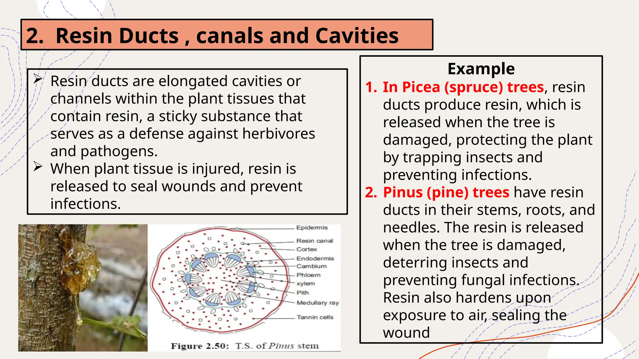 secretory ducts and laticifers(plant anatomy).pptx