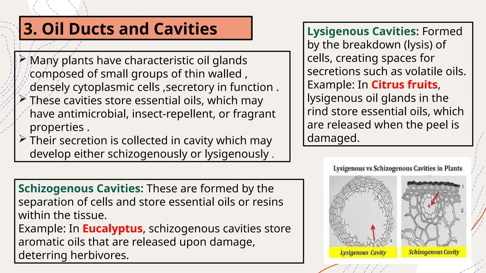secretory ducts and laticifers(plant anatomy).pptx