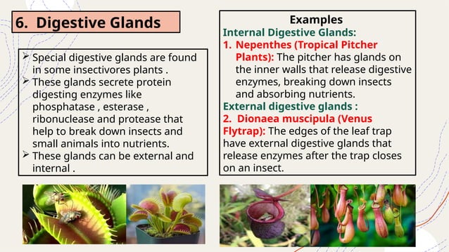 secretory ducts and laticifers(plant anatomy).pptx