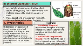 secretory ducts and laticifers(plant anatomy).pptx