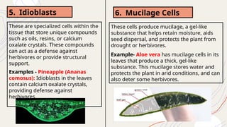secretory ducts and laticifers(plant anatomy).pptx