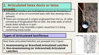 secretory ducts and laticifers(plant anatomy).pptx