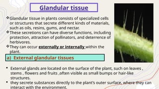 secretory ducts and laticifers(plant anatomy).pptx