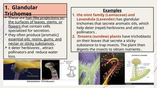 secretory ducts and laticifers(plant anatomy).pptx