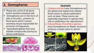 secretory ducts and laticifers(plant anatomy).pptx