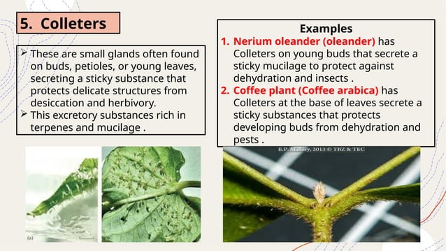 secretory ducts and laticifers(plant anatomy).pptx