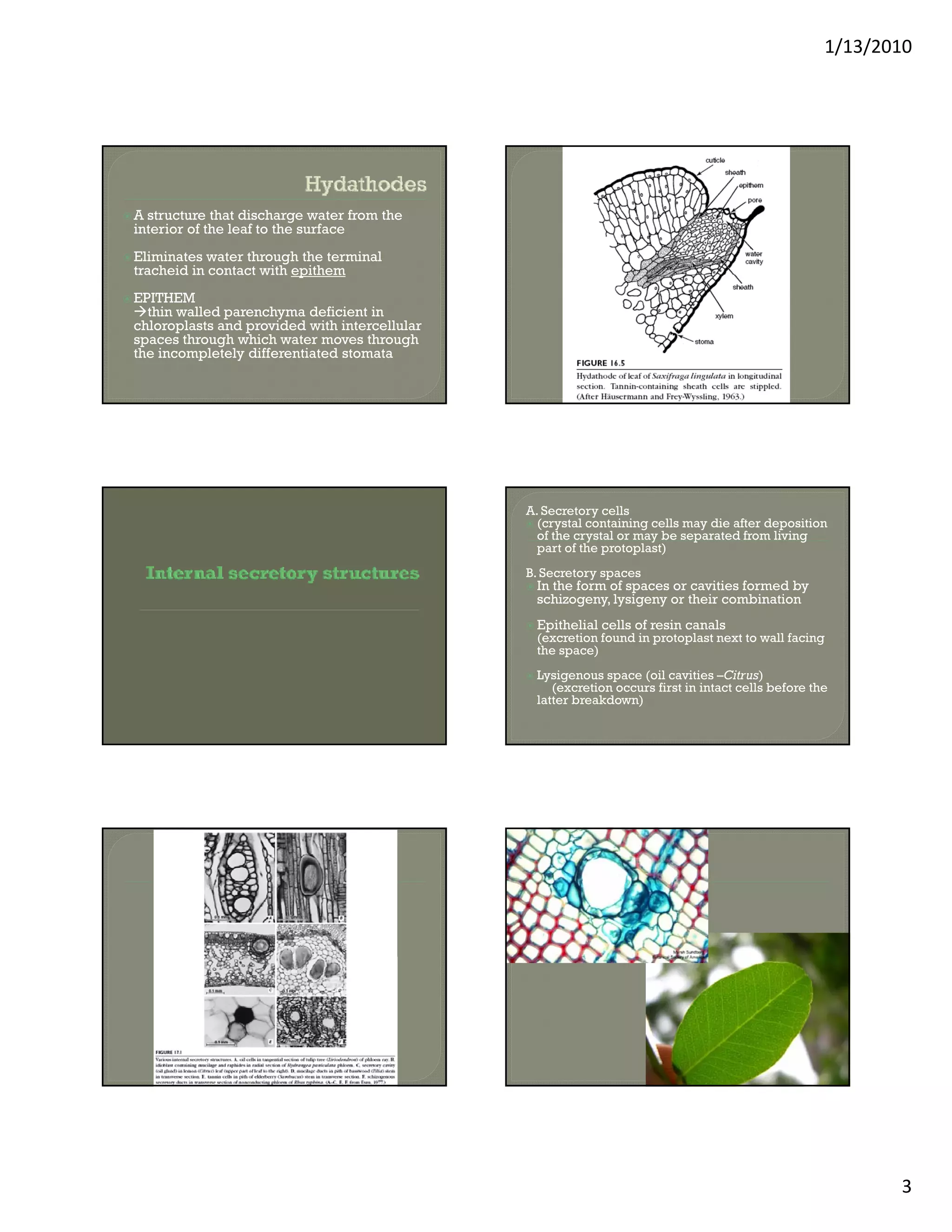 Secretory Ducts And Latificers | PDF