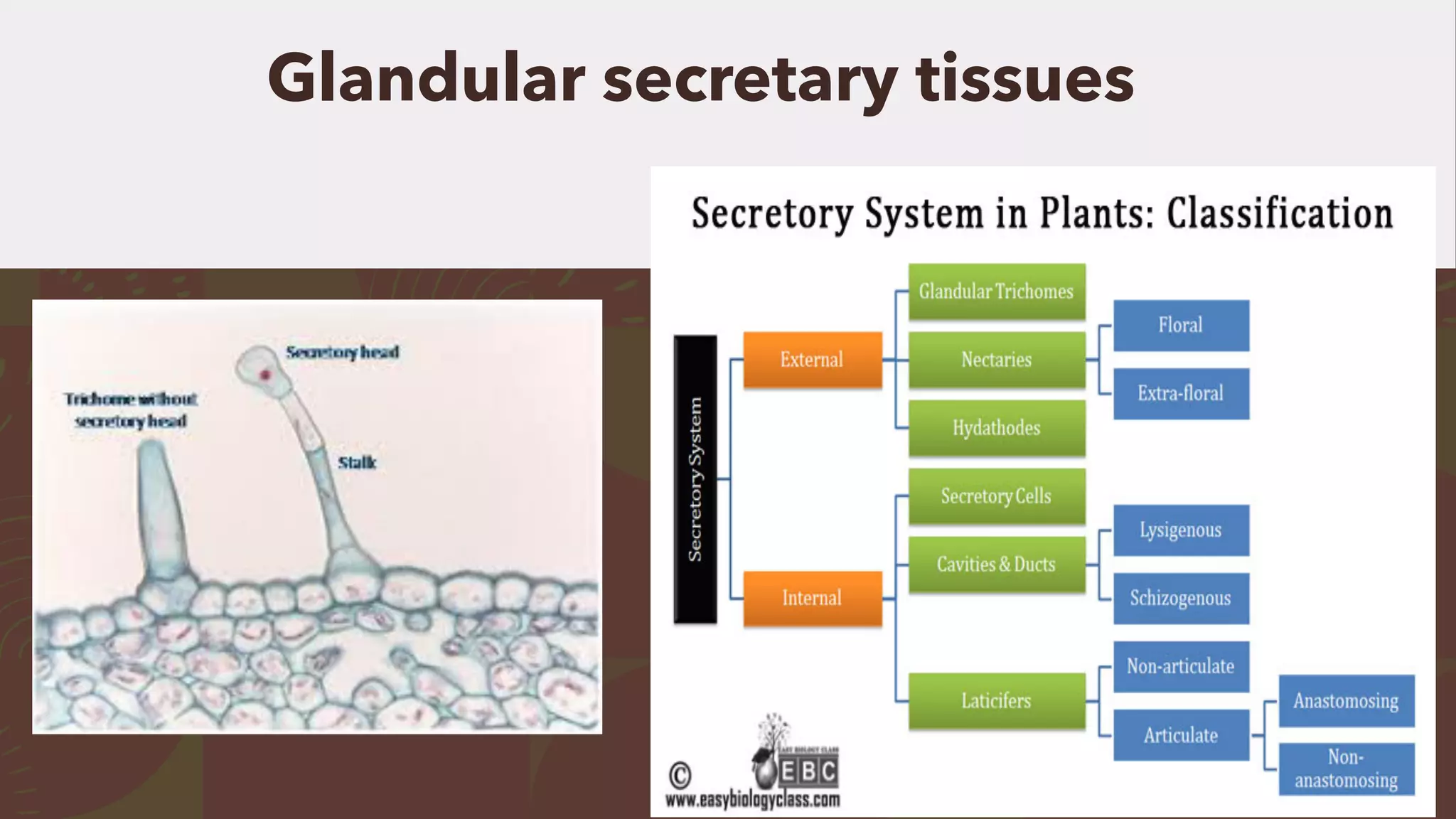 Paper-V: Histology-Secretory glands | PPT