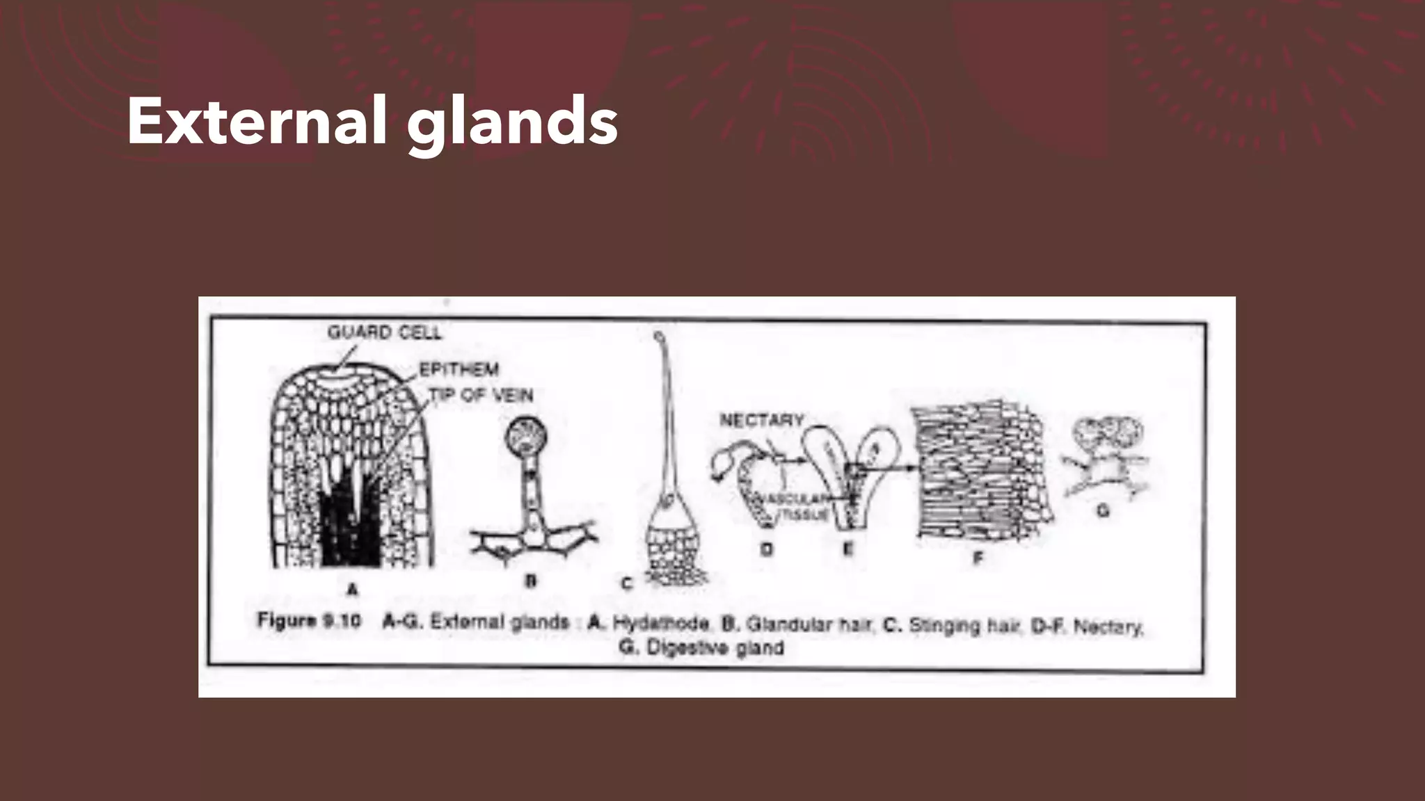 Paper-V: Histology-Secretory glands | PPT
