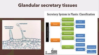 Paper-V: Histology-Secretory glands | PPT
