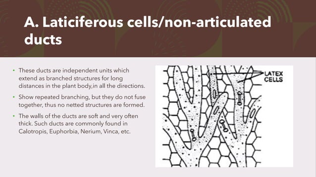 Paper-V: Histology-Secretory glands | PPT