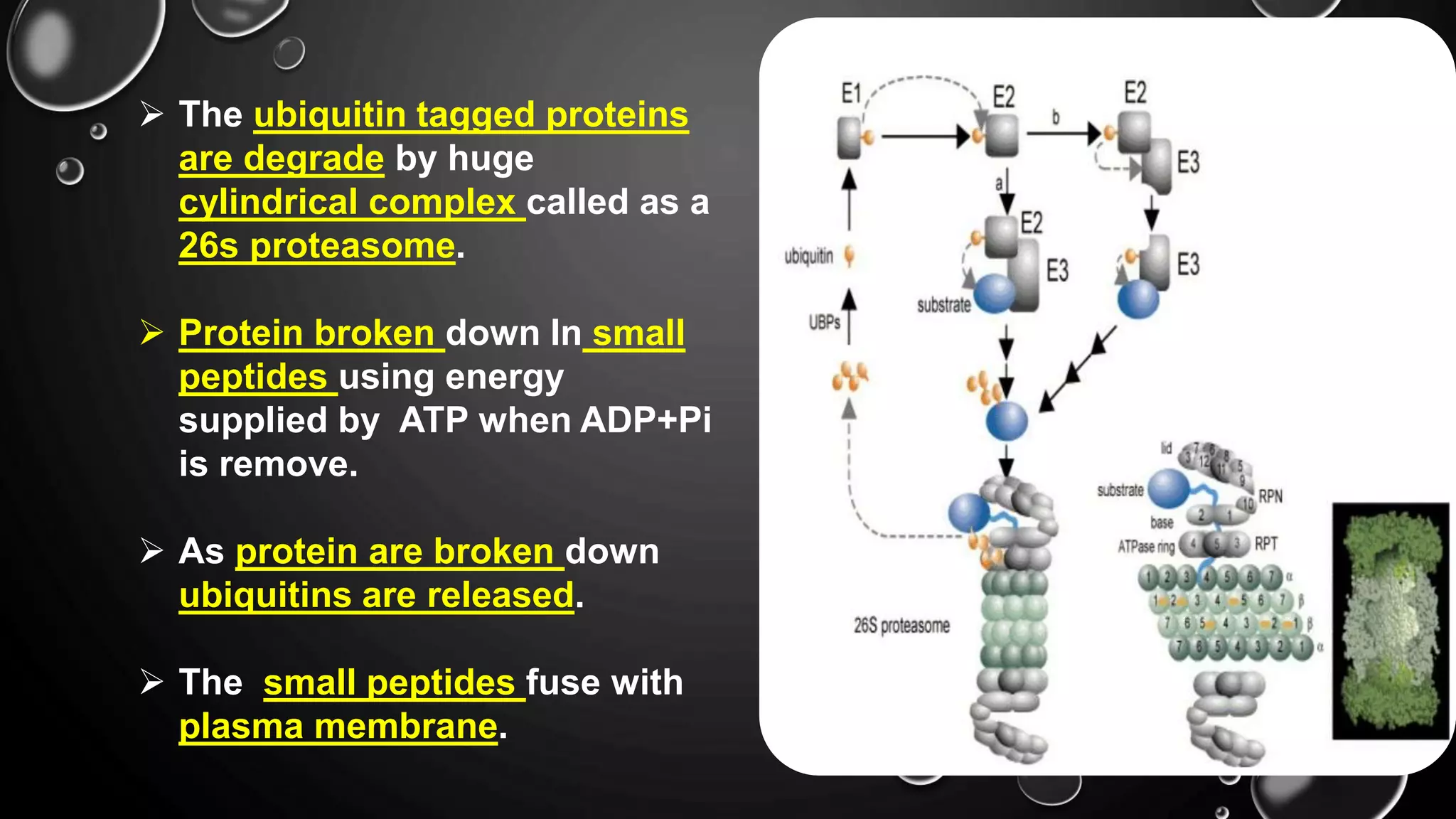 Secretory Pathway.ppt (T.Y. Bsc).pptx