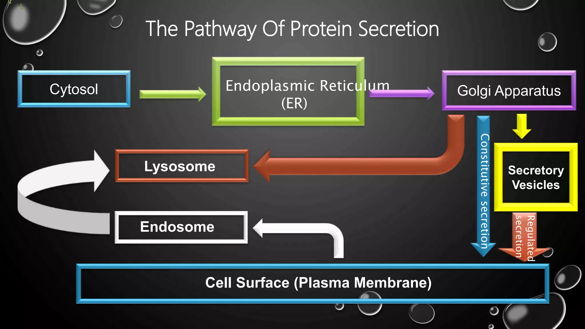 Secretory Pathway.ppt (T.Y. Bsc).pptx