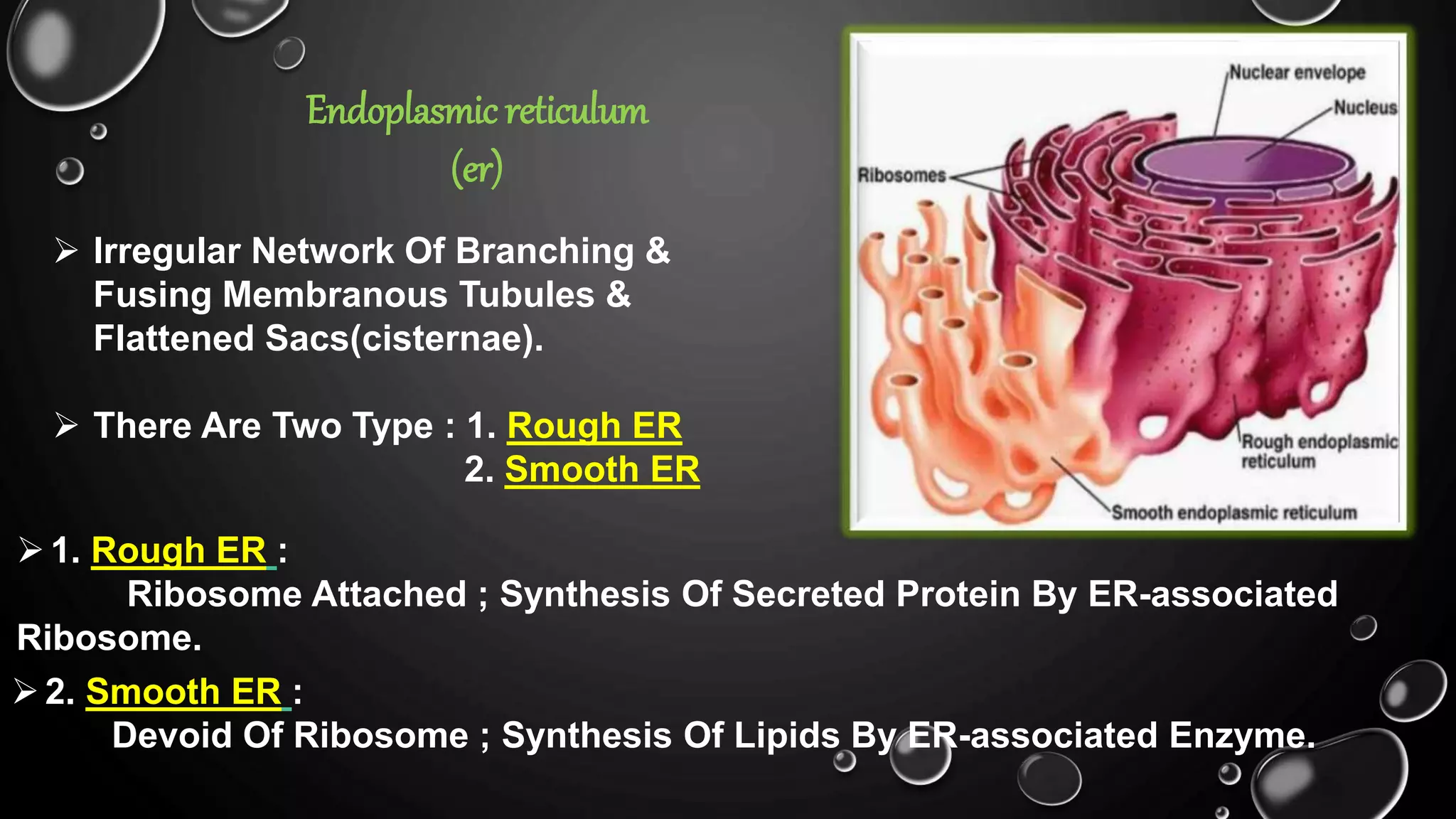 Secretory Pathway.ppt (T.Y. Bsc).pptx