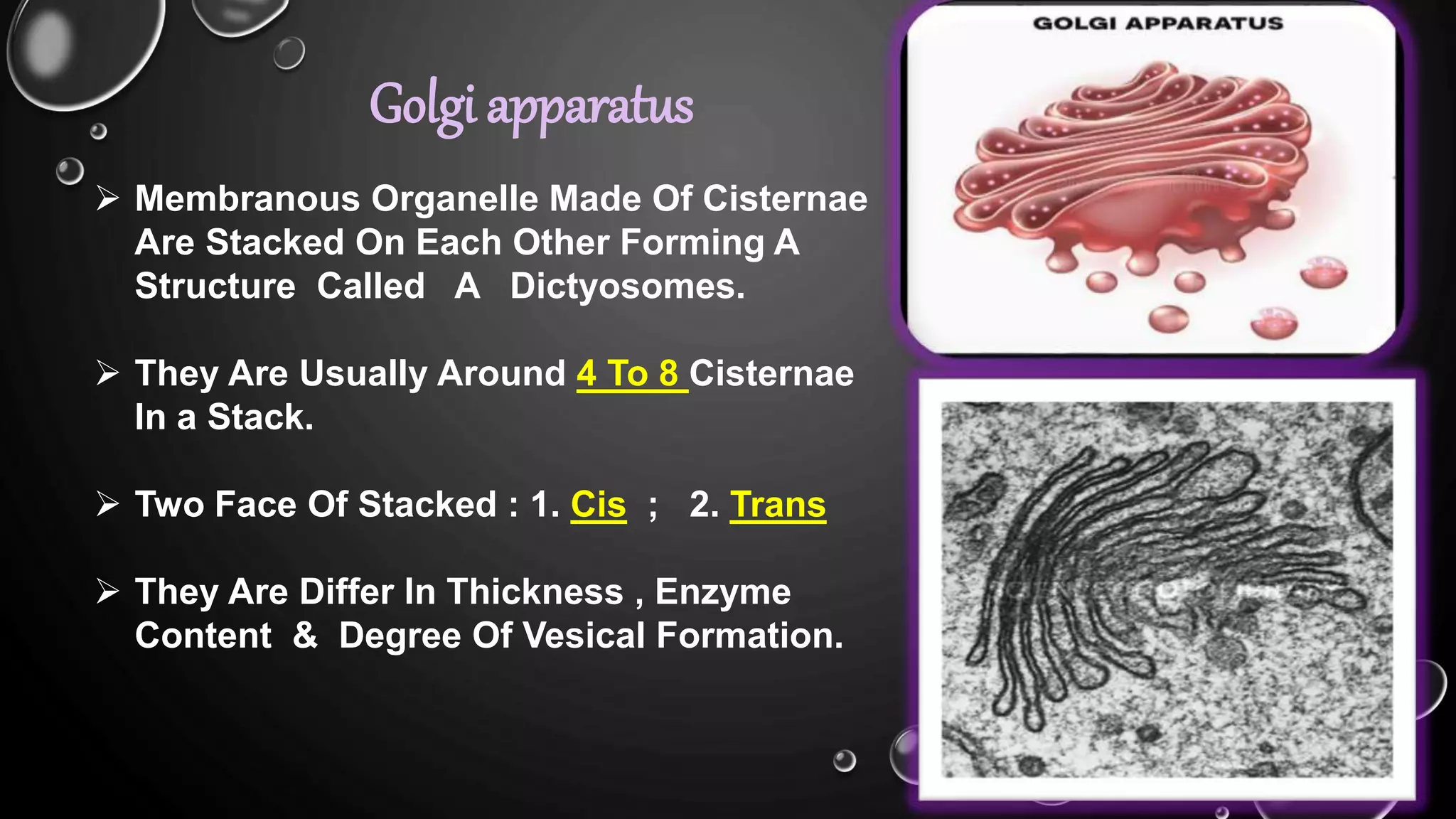Secretory Pathway.ppt (T.Y. Bsc).pptx