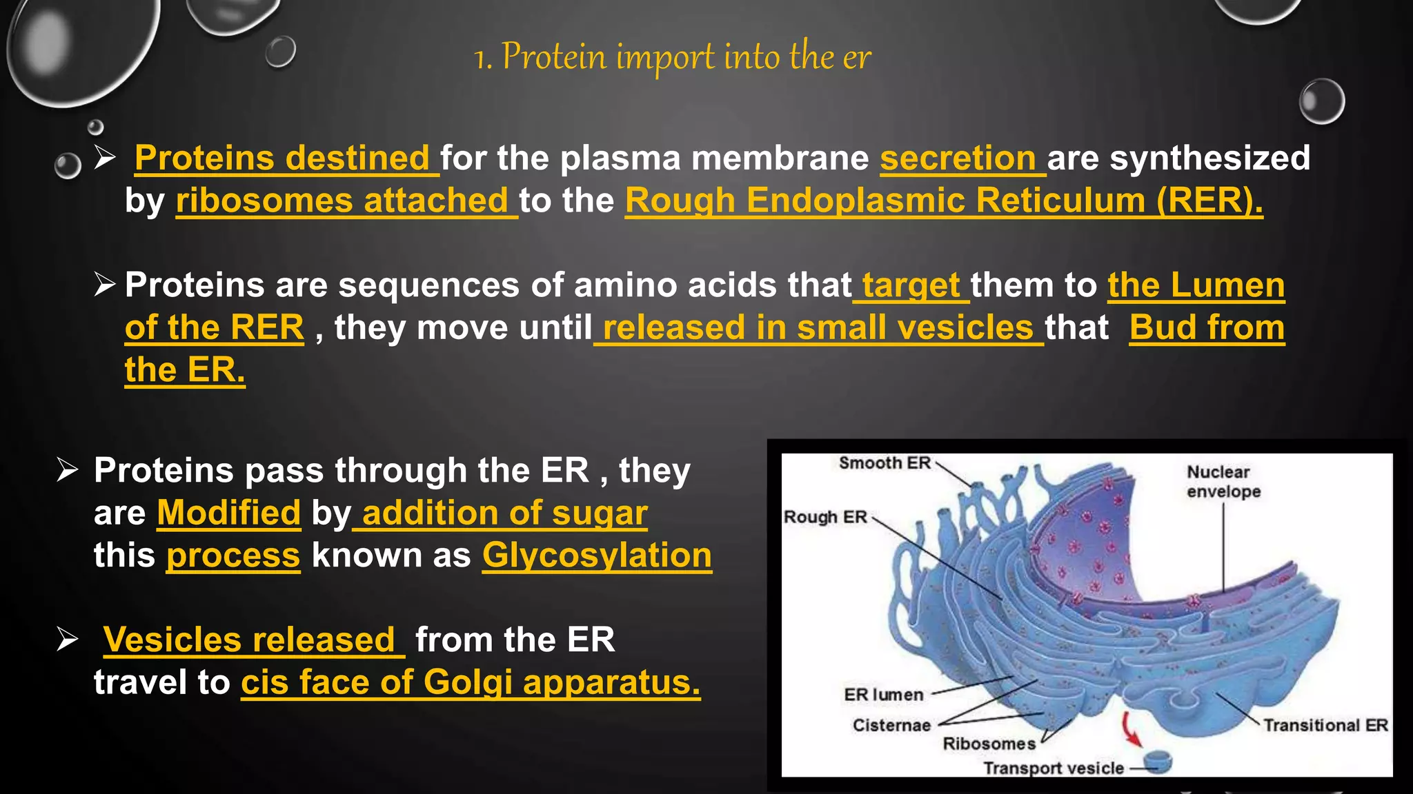Secretory Pathway.ppt (T.Y. Bsc).pptx