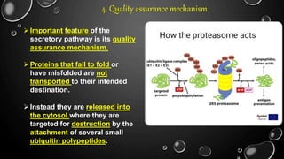 Secretory Pathway.ppt (T.Y. Bsc).pptx