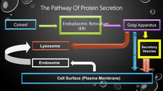 Secretory Pathway.ppt (T.Y. Bsc).pptx