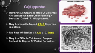 Secretory Pathway.ppt (T.Y. Bsc).pptx