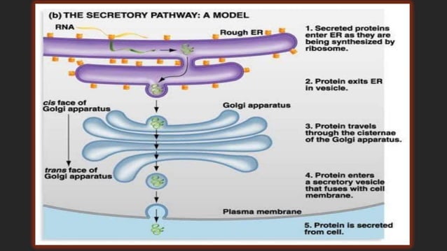 Secretory Pathway.ppt (T.Y. Bsc).pptx | Biological Sciences | Science