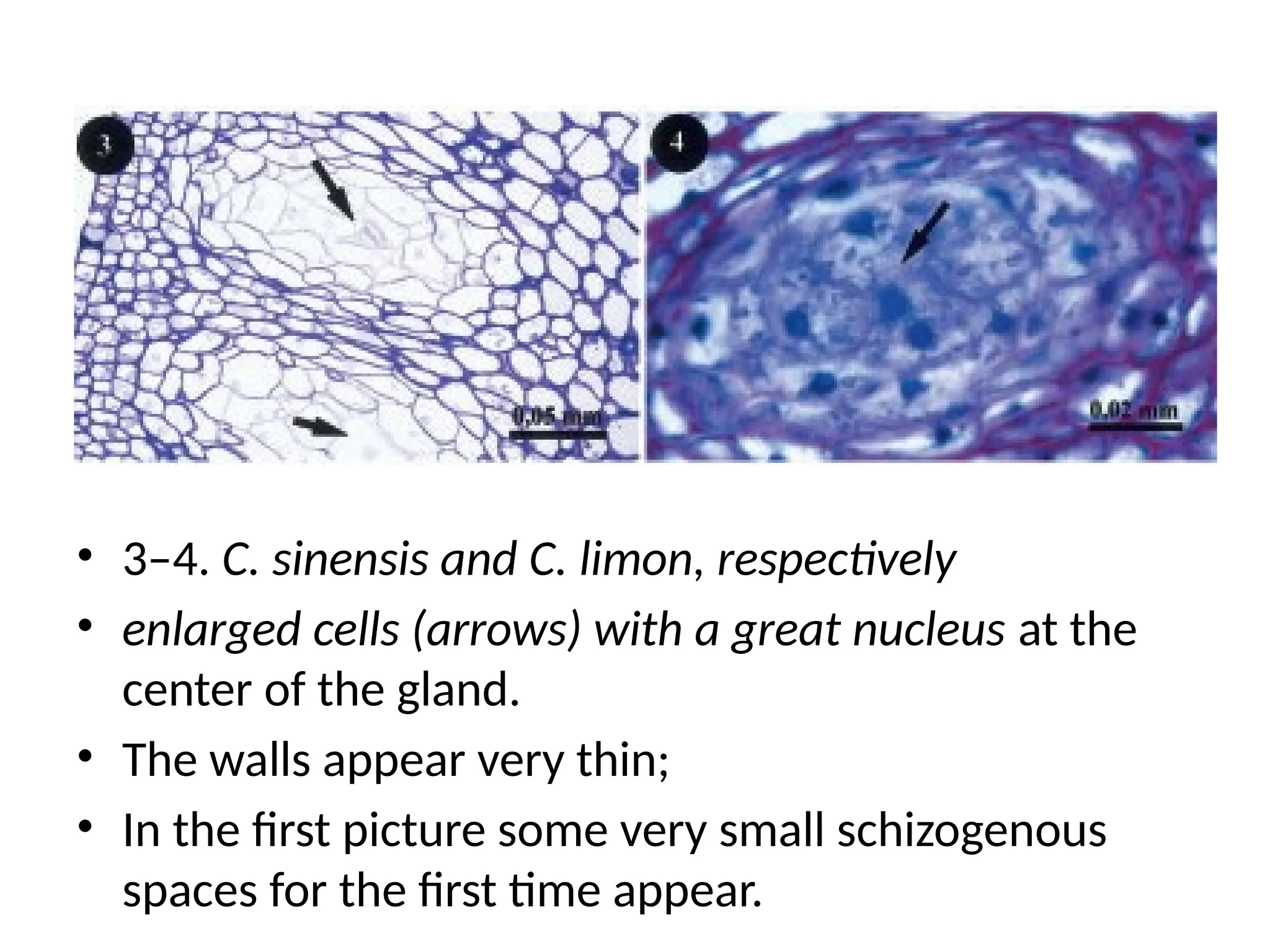 Secretory System are there in plant cells. | PPTX