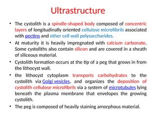 Secretory System are there in plant cells. | PPTX